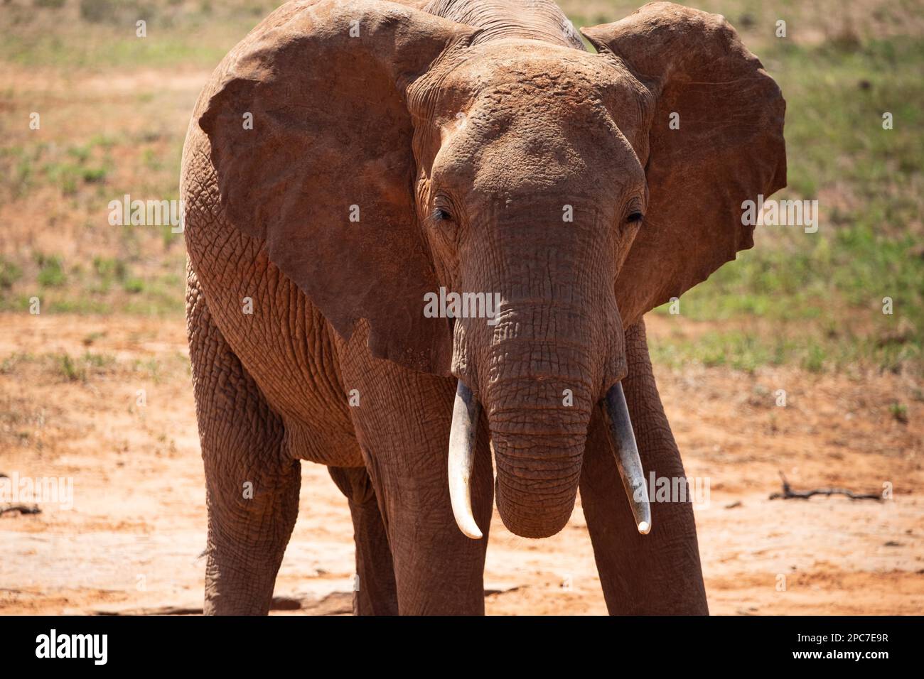 An elephant at the waterhole in the savannah of East Africa, red ...
