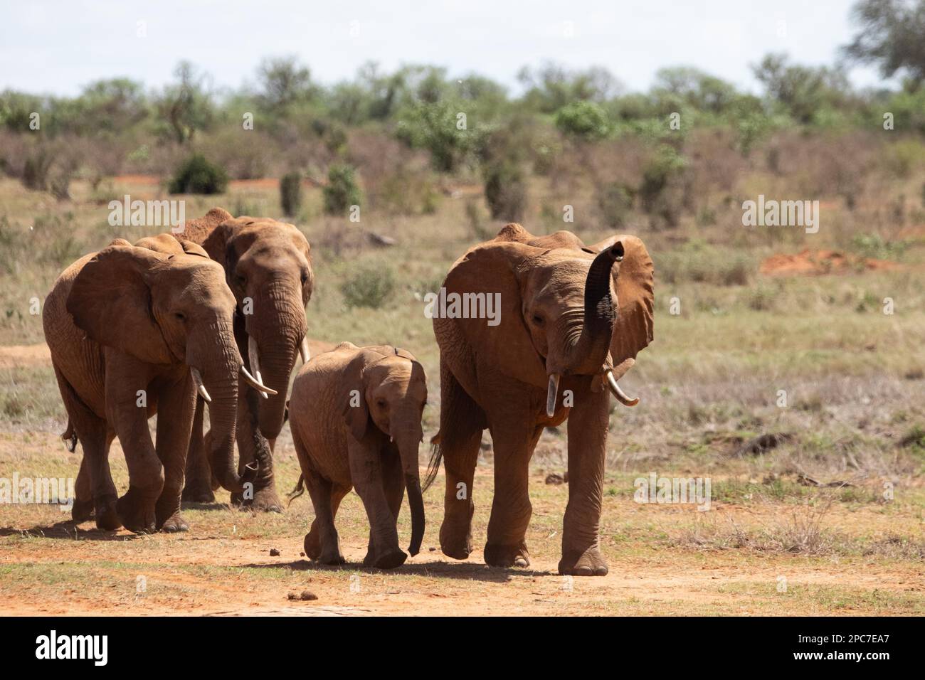 Herd of elephants in the savannah of East Africa, red elephants in the ...
