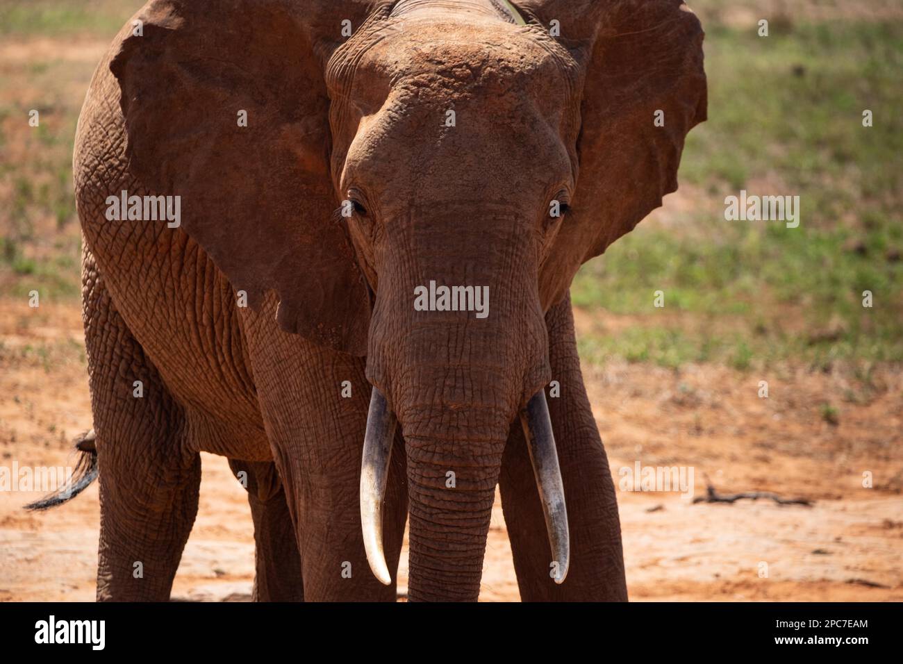 An elephant at the waterhole in the savannah of East Africa, red ...
