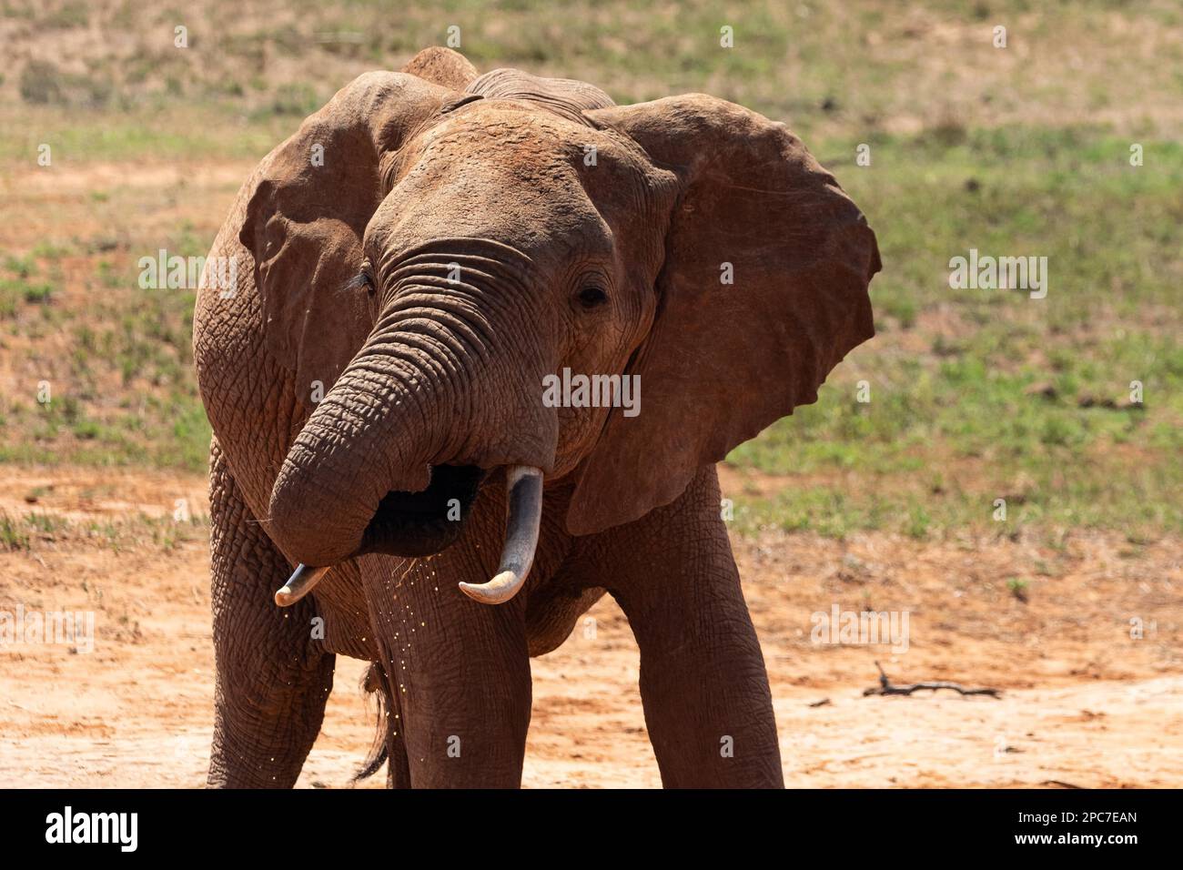 An elephant at the waterhole in the savannah of East Africa, red ...