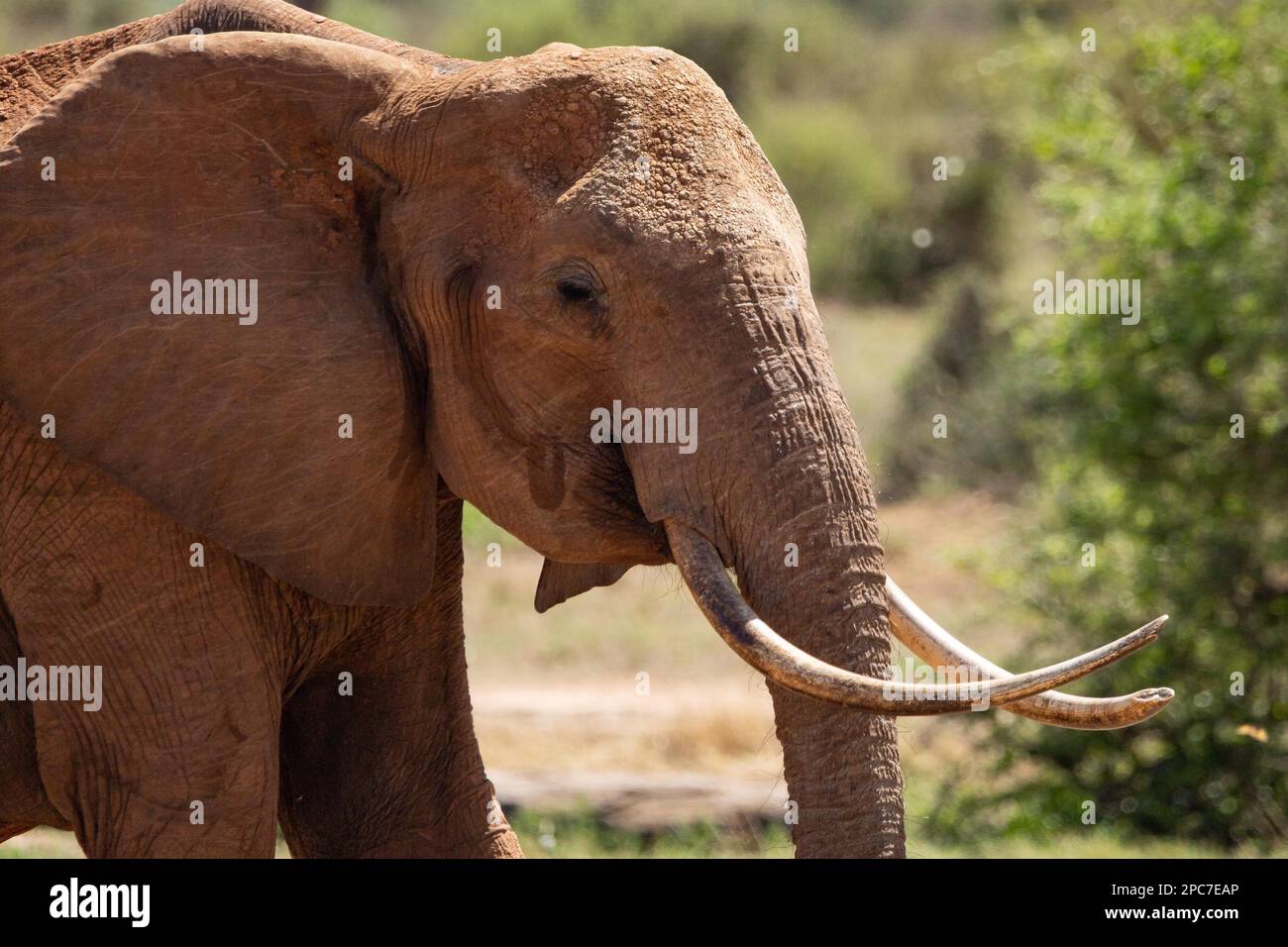 A beautiful large elephant roaming the savannah. Beautifully detailed ...