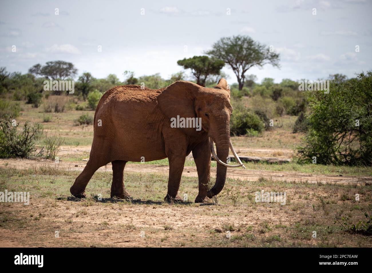 A beautiful large elephant roaming the savannah. Beautifully detailed ...
