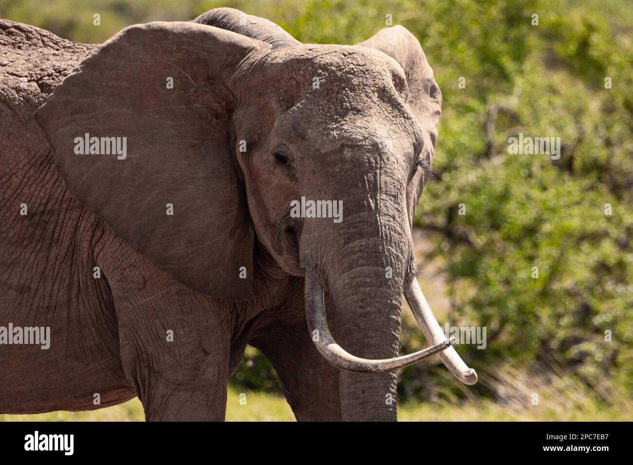 A beautiful large elephant roaming the savannah. Beautifully detailed ...