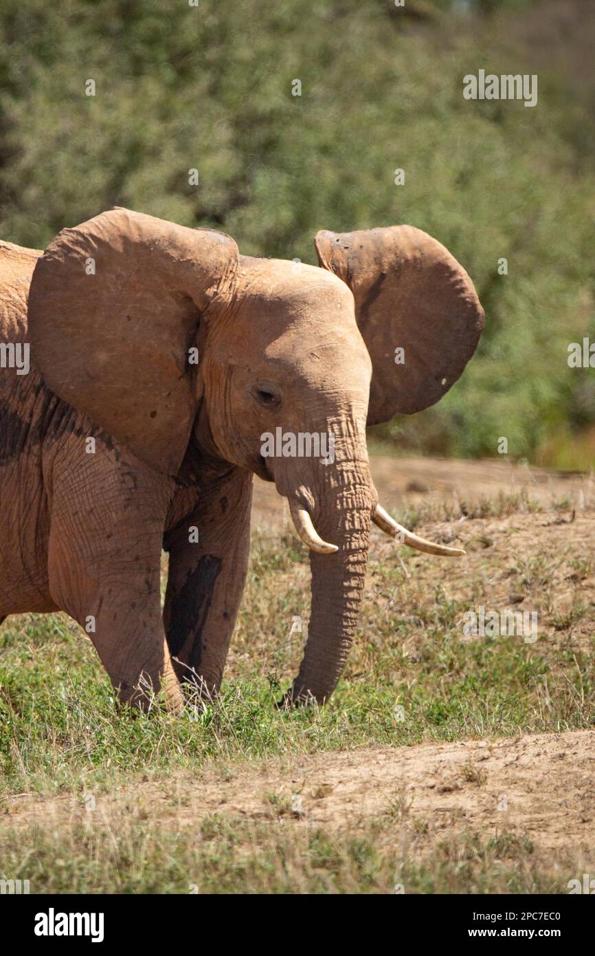A beautiful young elephant roaming the savannah. Beautifully detailed ...