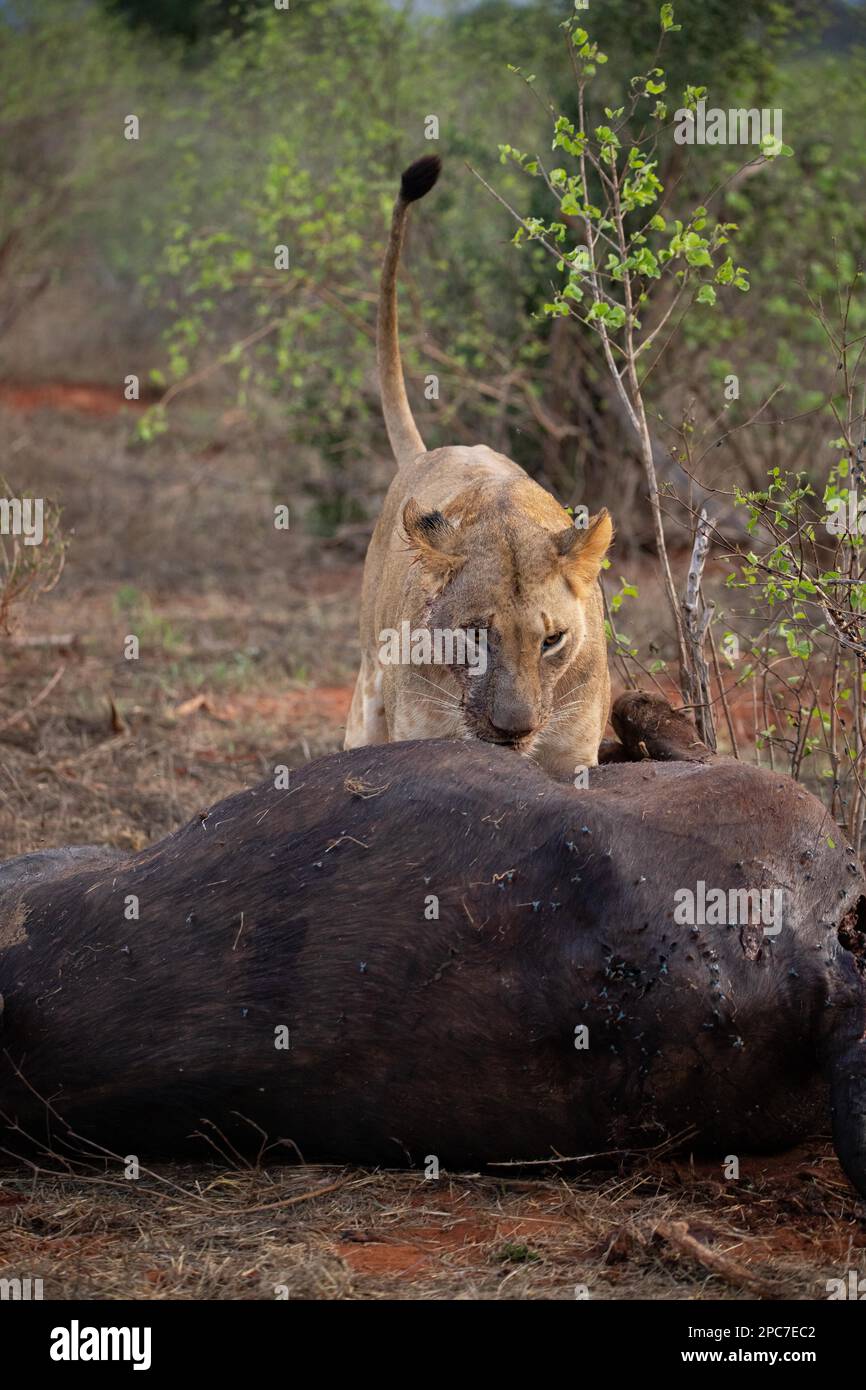 Lioness eats a hunted water buffalo in the savannah, Tsavo East ...