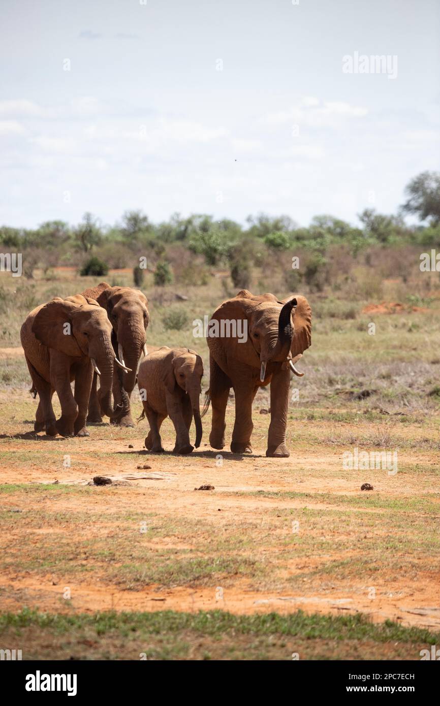 Herd of elephants in the savannah of East Africa, red elephants in the ...