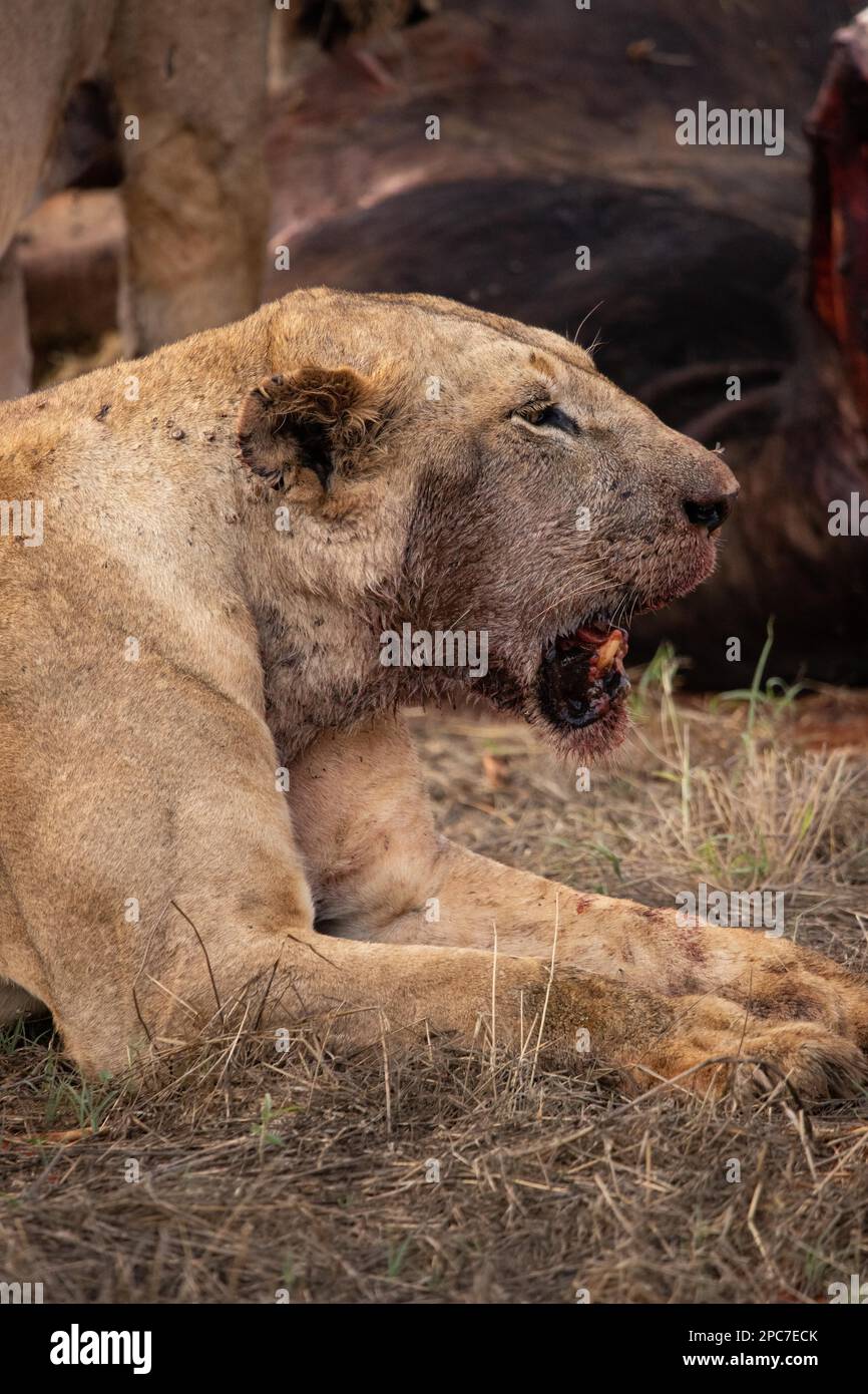 A lion eats a previously hunted water buffalo in the savannah ...