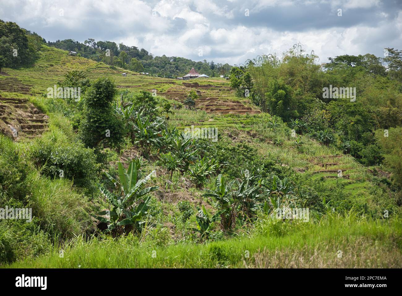 A rice terrace on Flores with huts on it, the rainforest in the ...