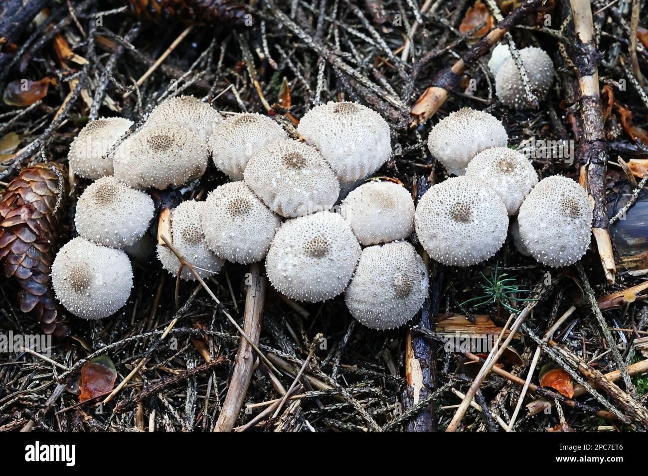Lycoperdon perlatum, commonly known as common puffball, warted puffball ...
