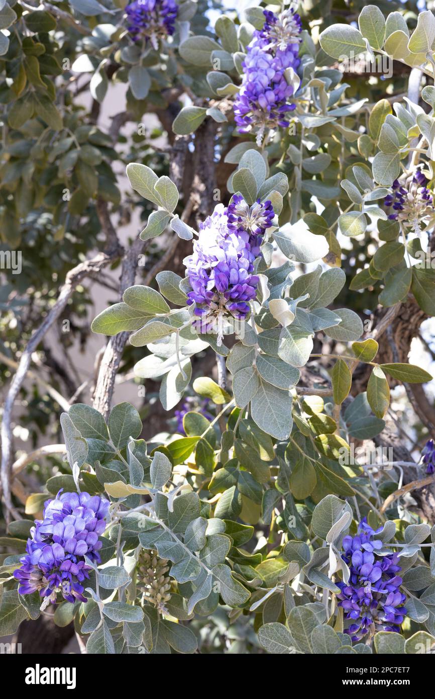 Dermatophyllum secundiflorum - Texas mountain laurel shrub, flowering ...