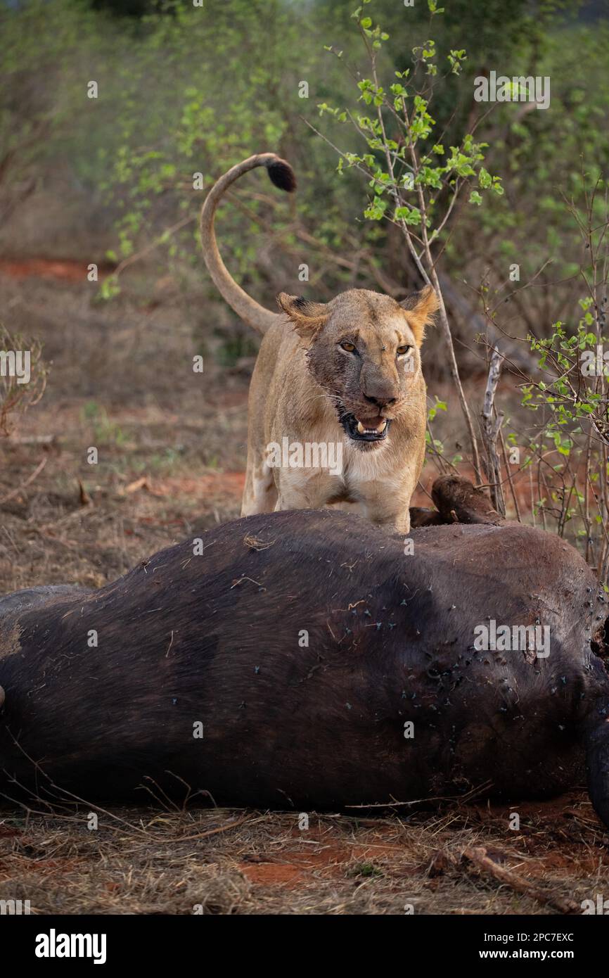 A lion eats a previously hunted water buffalo in the savannah ...