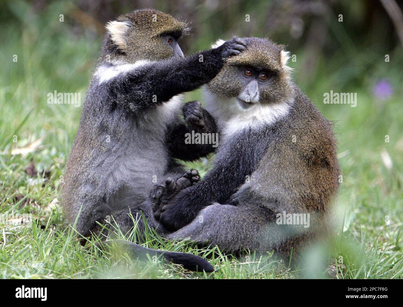 ** ADVANCE FOR SUNDAY, DEC. 17 ** Rare Samango Monkeys play on Mount ...