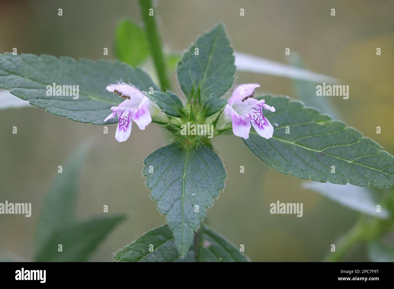 Galeopsis tetrahit, known as common hemp-nettle or brittlestem ...