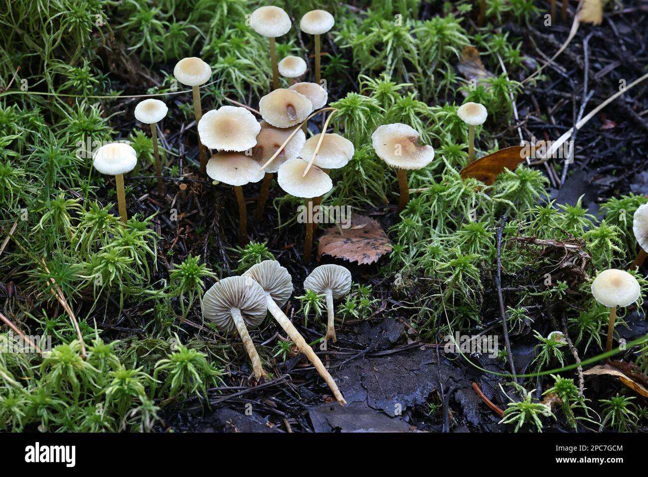 Naucoria escharioides, also called Alnicola escharioides, commonly ...