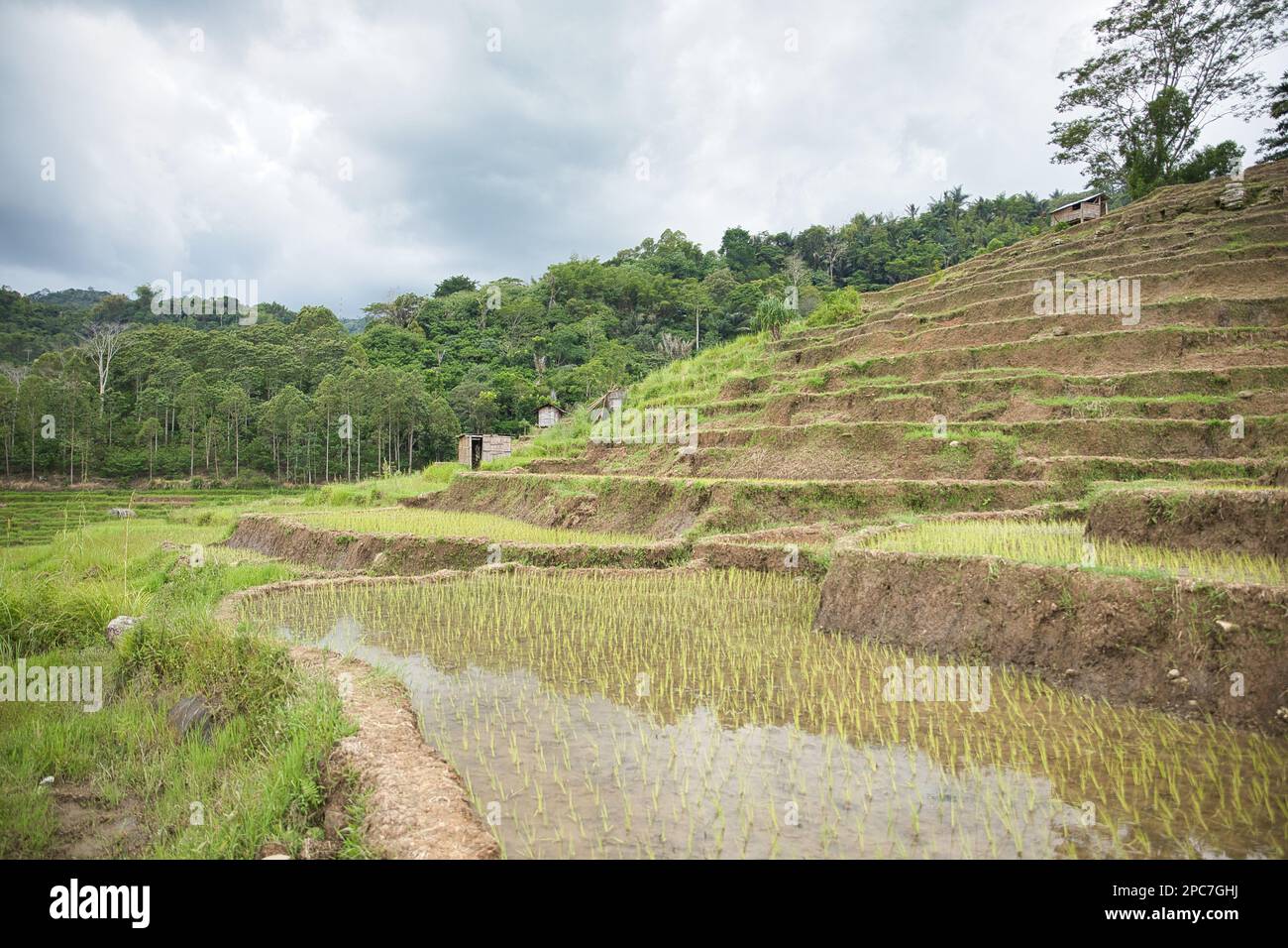 A rice terrace on Flores from below with wooden huts on it, the ...