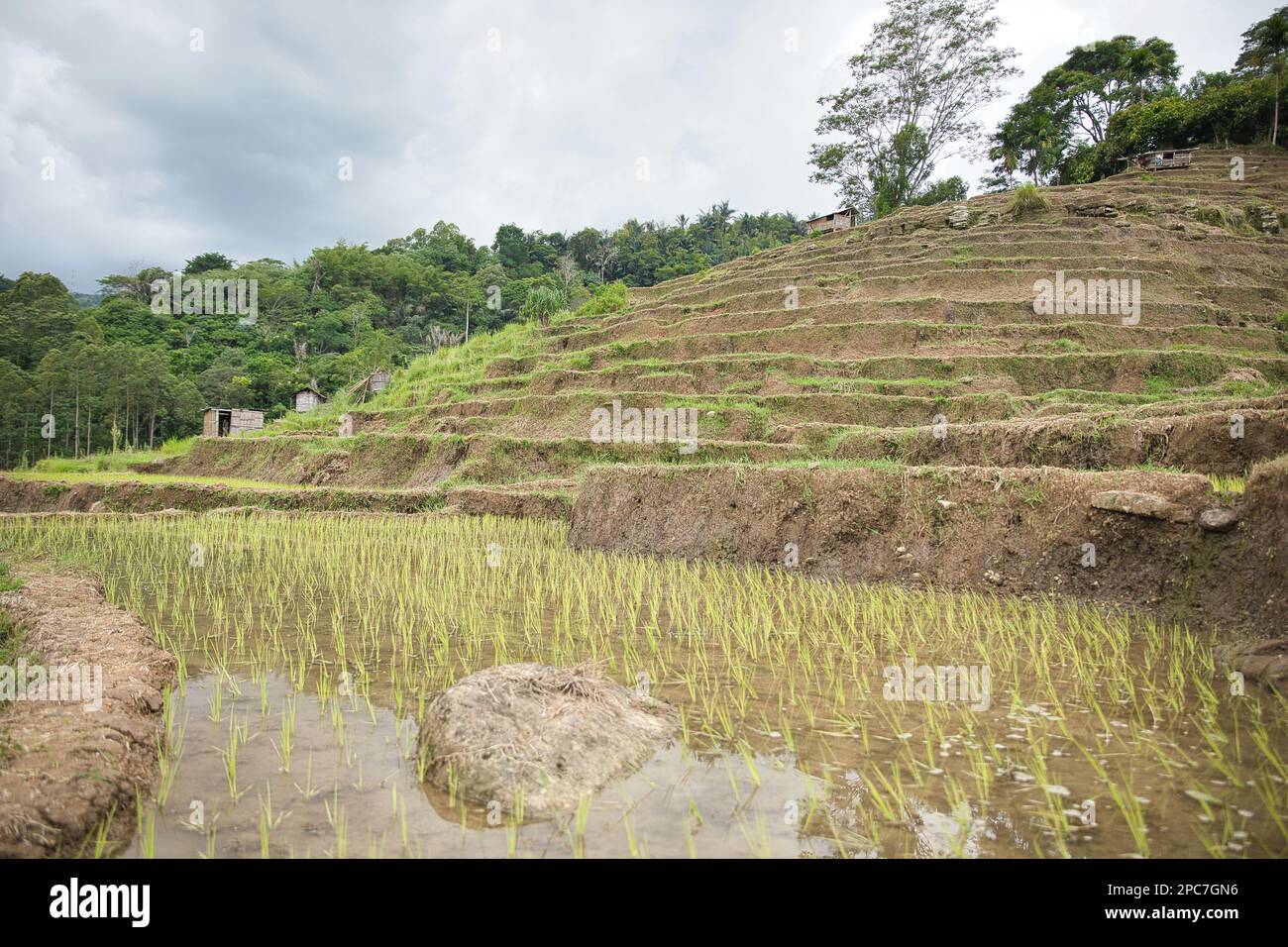A rice terrace on Flores from below with wooden huts on it, the ...