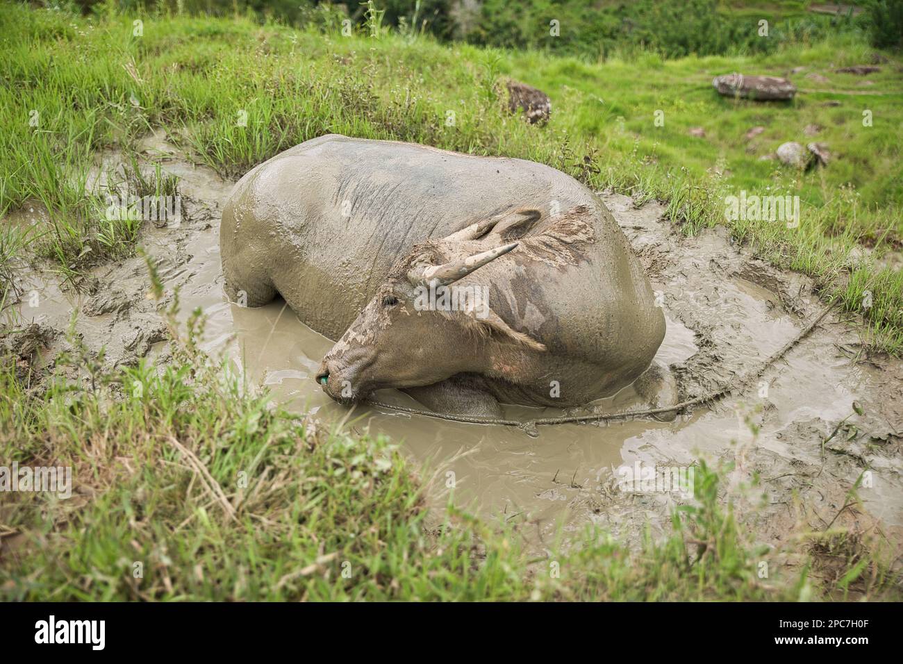 Full body shot of a mud covered Indonesian buffalo taking a mud bath ...