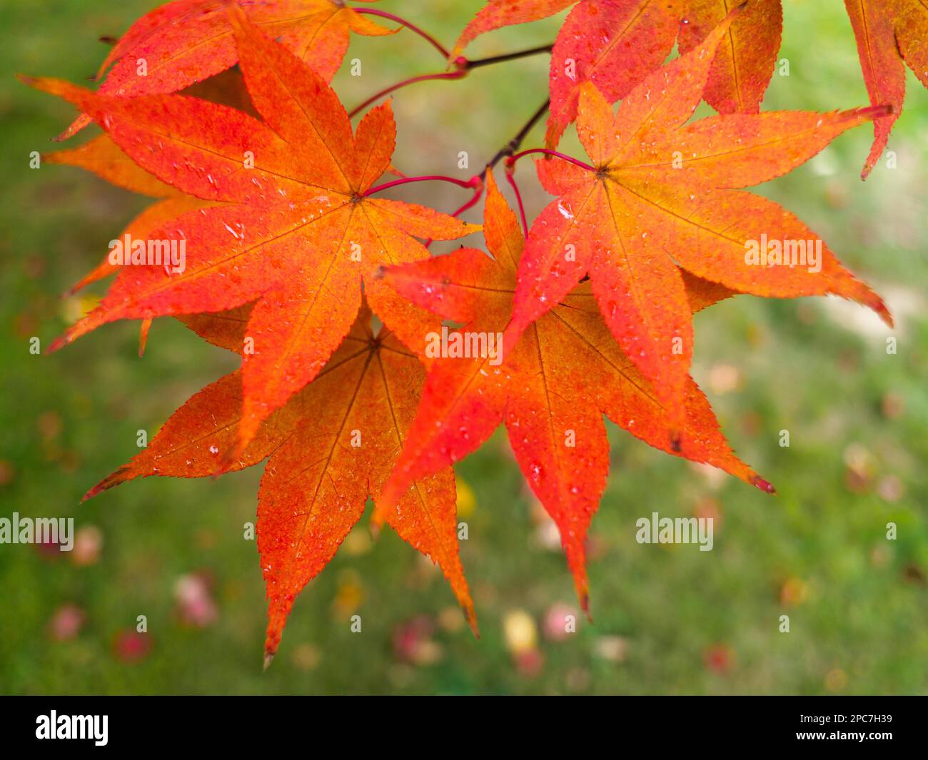 (Acer) Tree Leaves Changing Colour in Autumn Stock Photo - Alamy