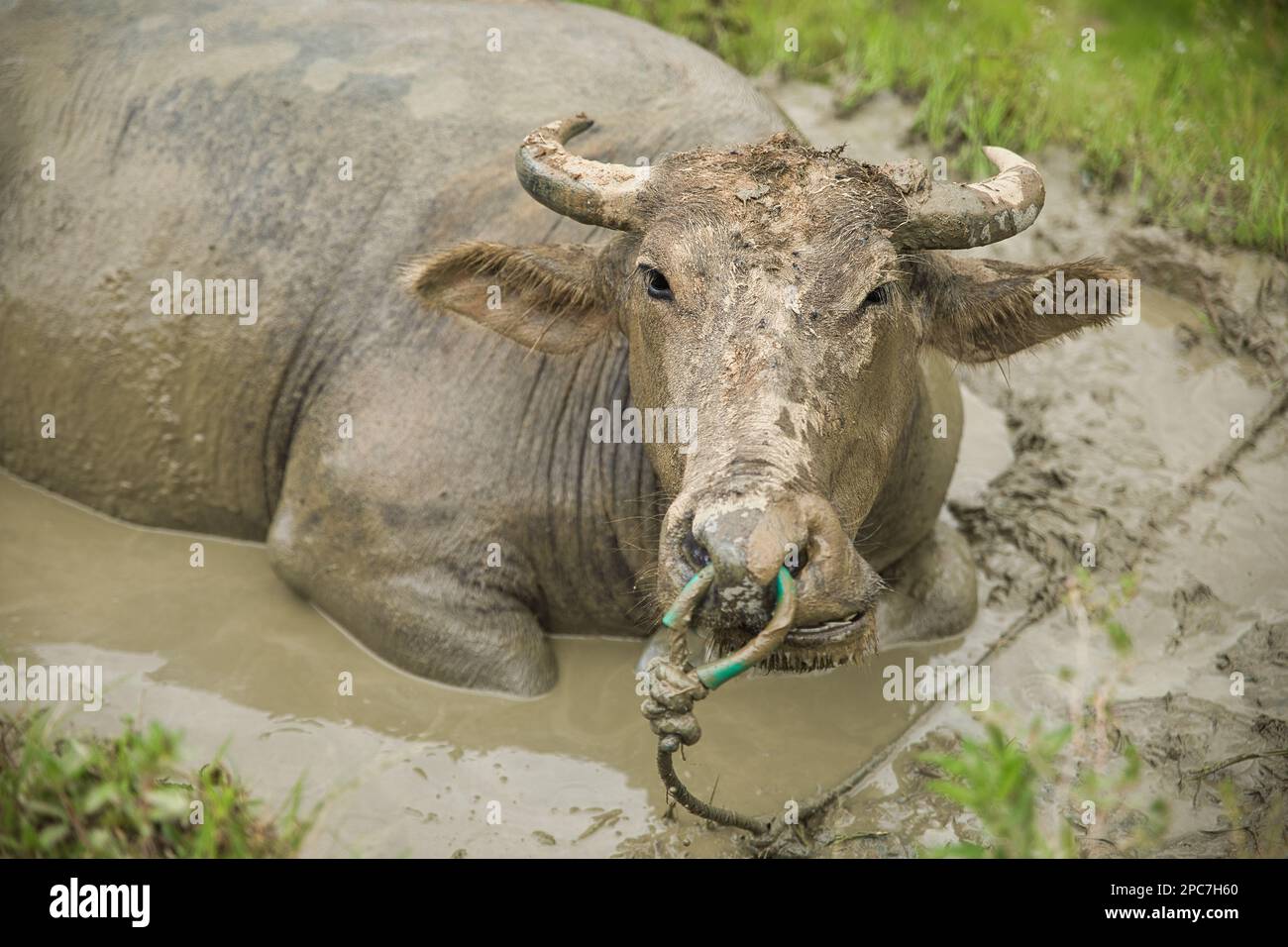 Close up of Indonesian buffalo covered with mud taking a mud bath Stock ...