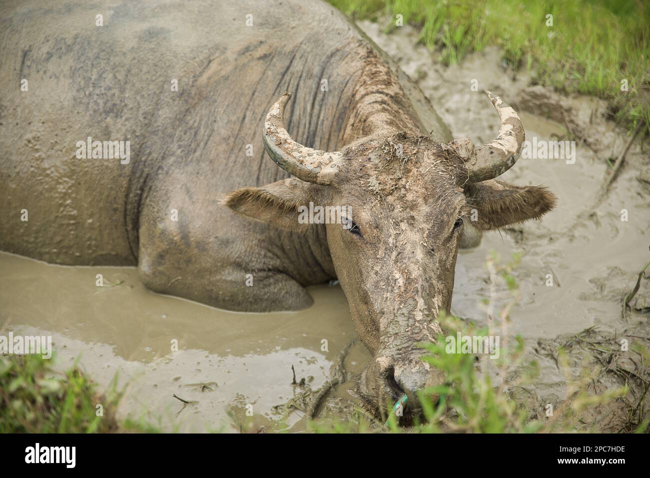 Close up of Indonesian buffalo covered with mud taking a mud bath Stock ...