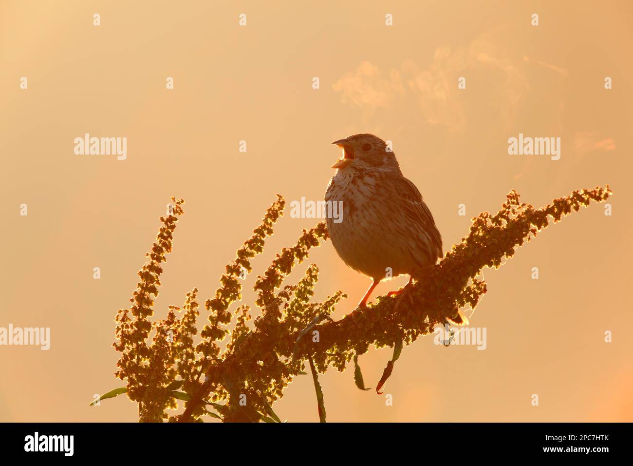 Corn Bunting (Emberiza calandra) on the singing platform in the morning ...
