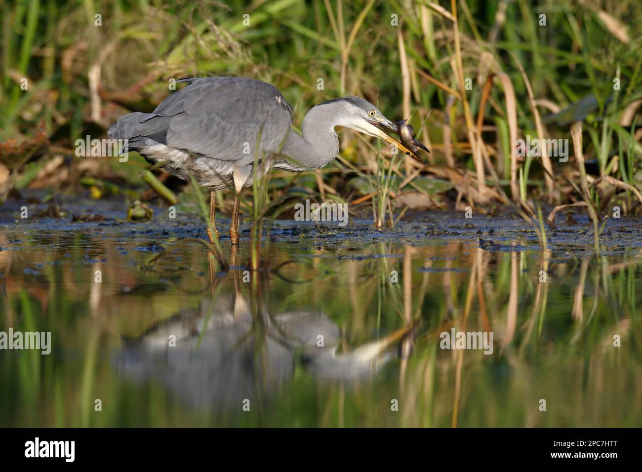 Grey heron (Ardea cinerea) with black catfish, black bullhead (Ameiurus ...