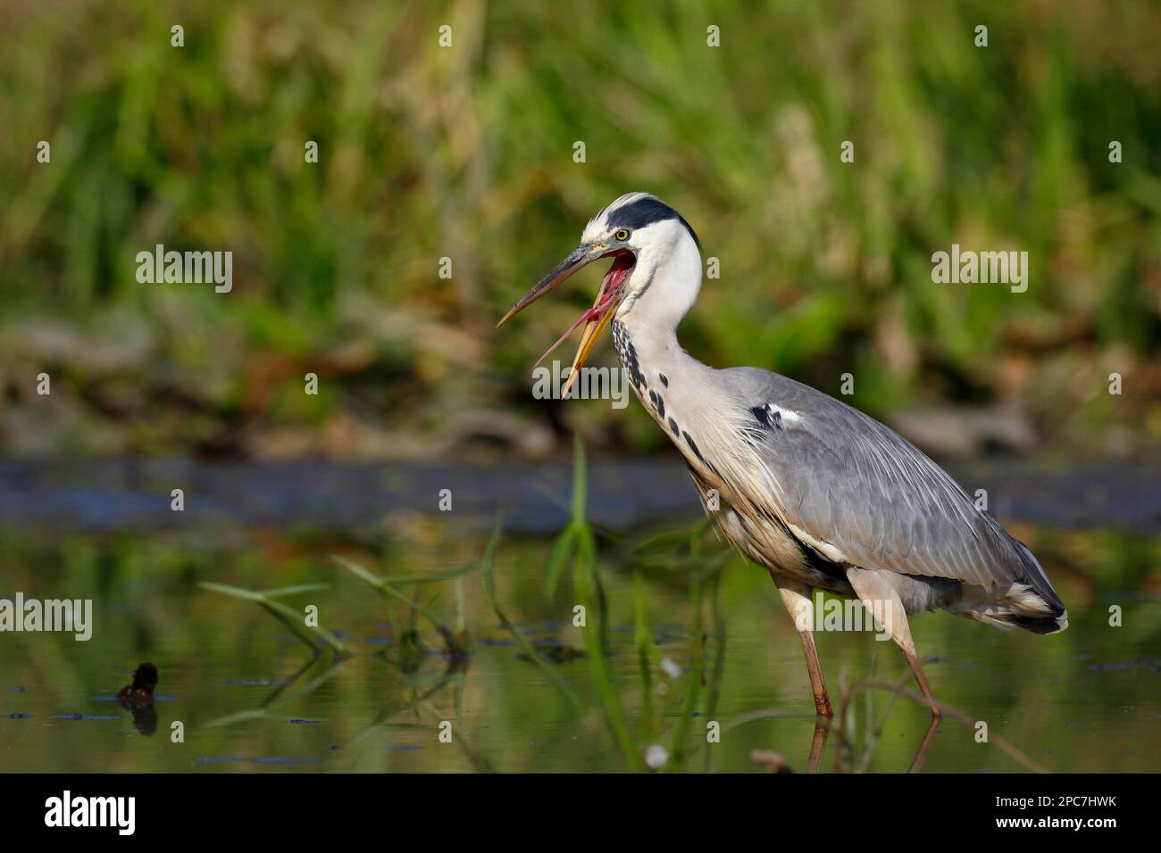 Grey heron (Ardea cinerea) in biotope, choking and spitting out ...