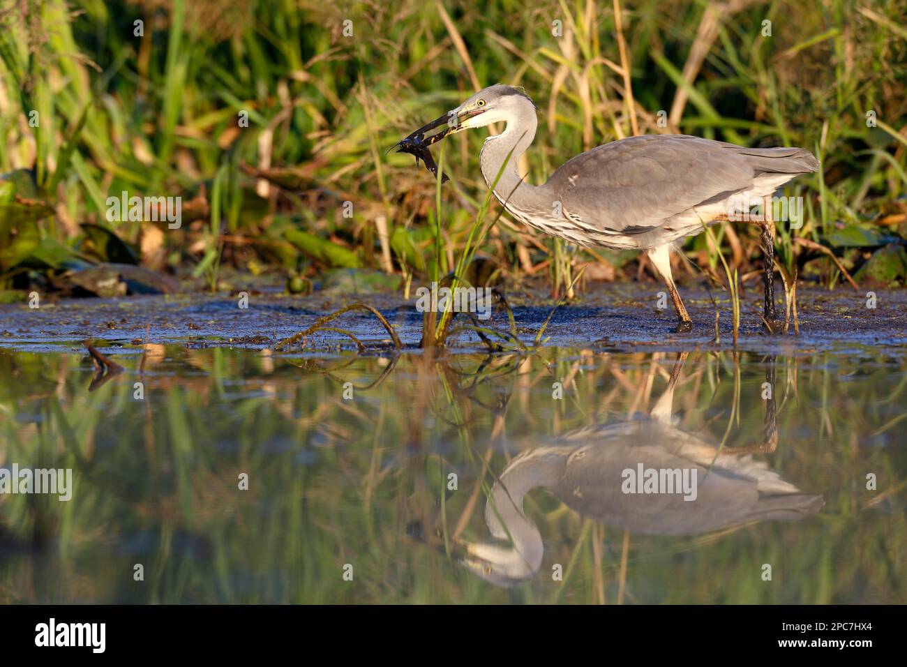 Grey heron (Ardea cinerea) with black catfish, black bullhead (Ameiurus ...