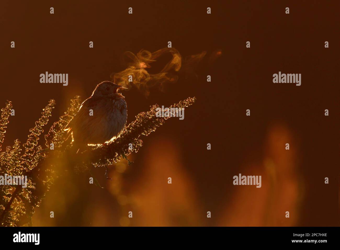 Corn Bunting (Emberiza calandra) on the singing platform in the morning ...