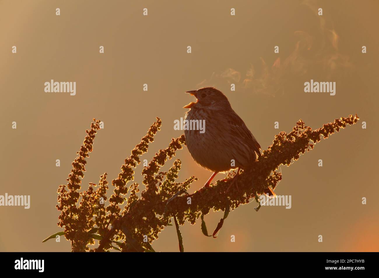 Corn Bunting (Emberiza calandra) on the singing platform in the morning ...