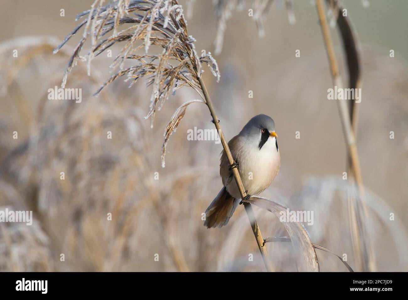 Bearded reedling (Panurus biarmicus), male, on reed stalk, NSG Streng ...