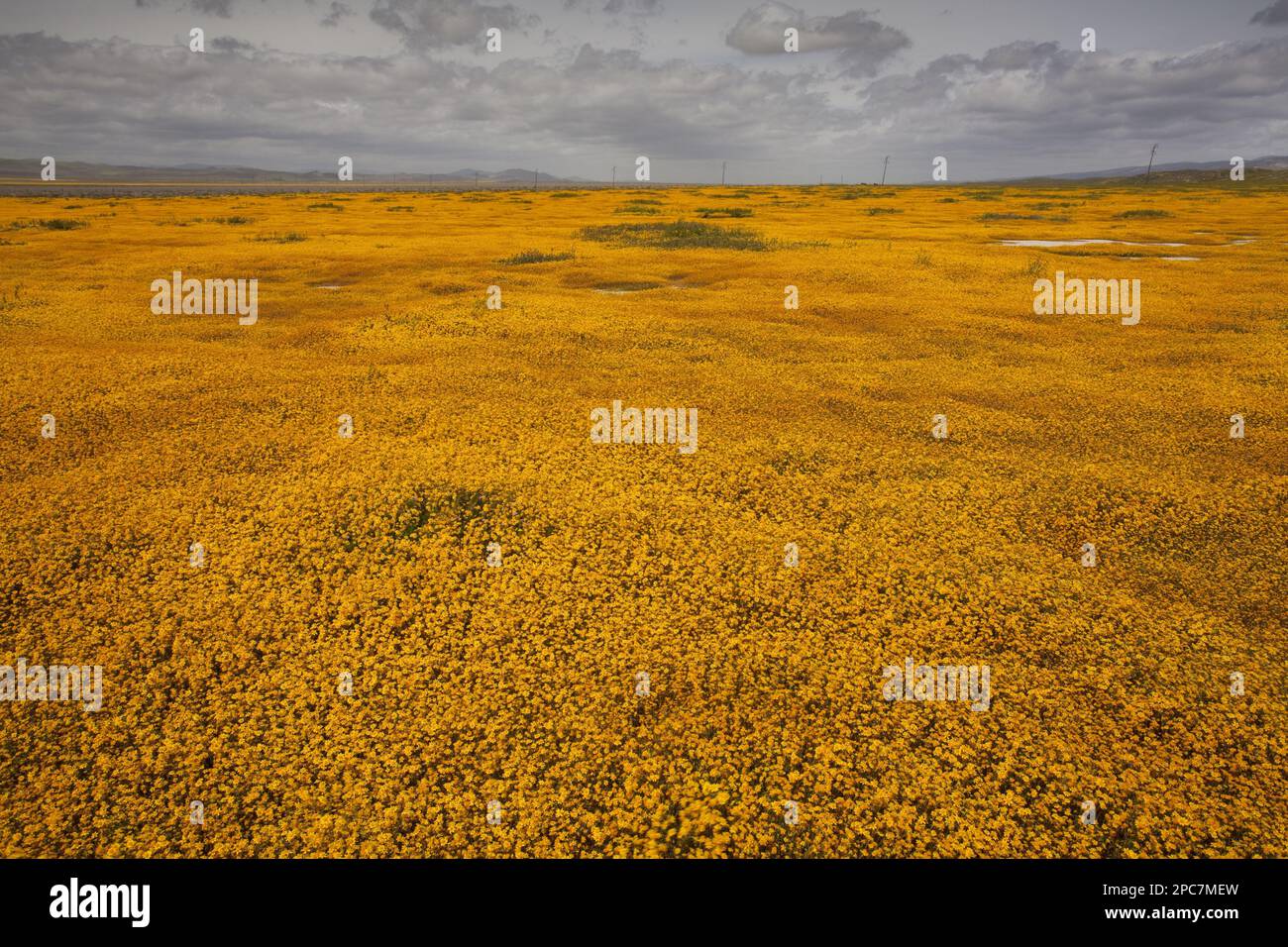 View of grassland habitat with Goldfields (Lasthenia sp.) flowering ...