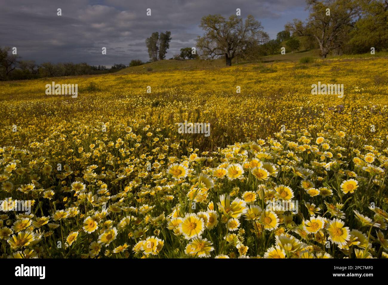 Masses of wildflowers, mainly Tidy-tips (Layia sp.) and Goldfields ...