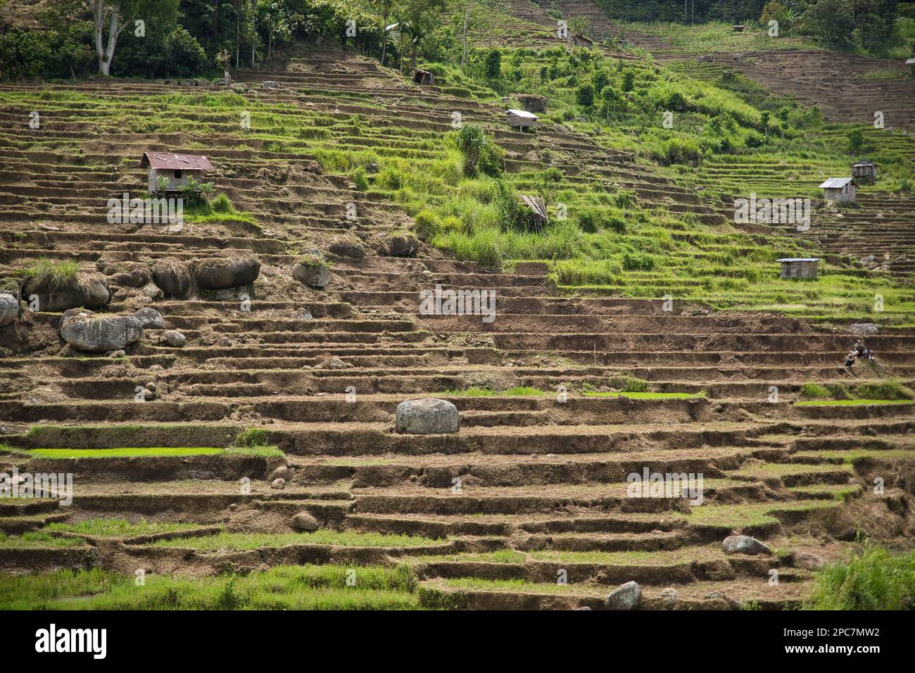 A rice terrace on Flores with wooden huts on it and the rainforest in ...