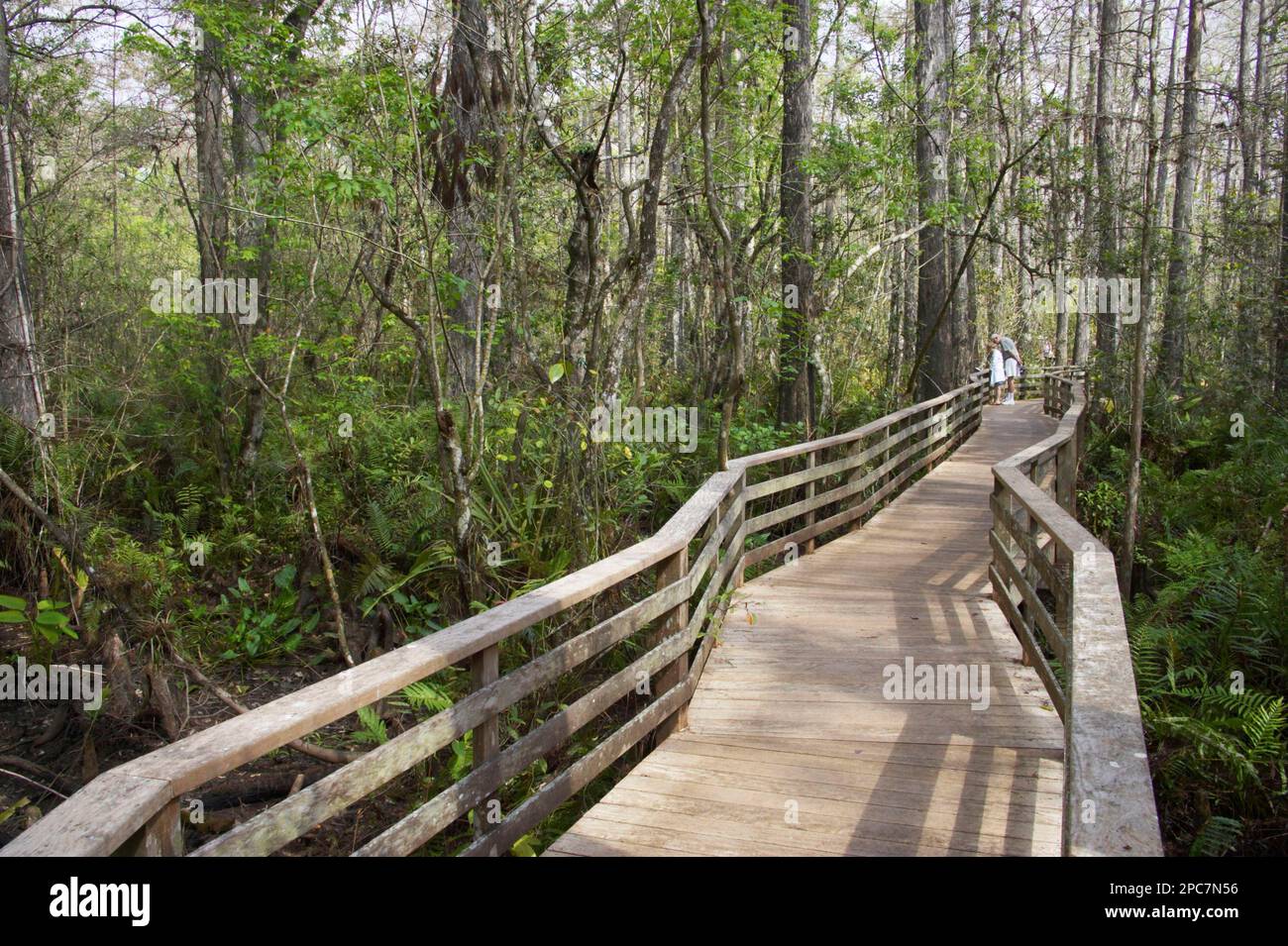 Boardwalk with tourists in swamp habitat, Corkscrew Swamp Sanctuary ...