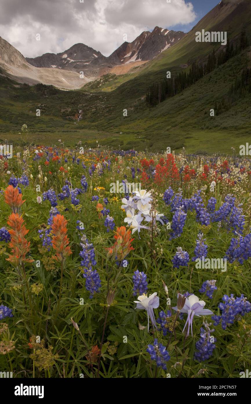 Mass of alpine wildflowers in habitat, Rustler's Gulch, Maroon Bells ...