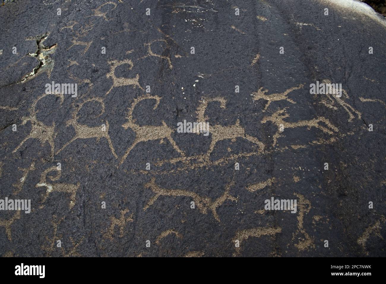 Ancient petroglyphs depicting wolves and humans hunting ibex, c. 400 AD ...