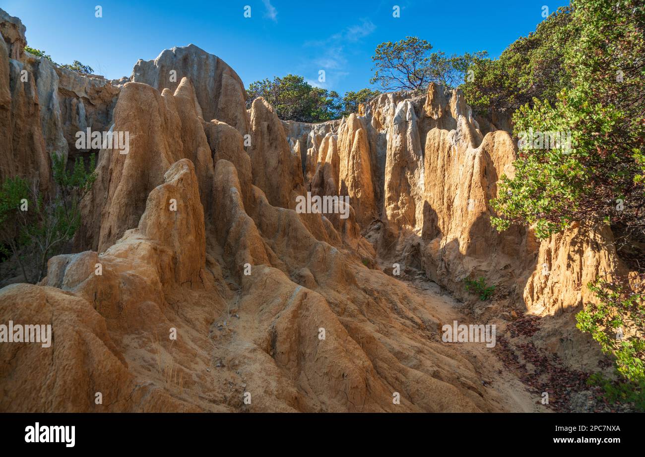 Cali fauna hi-res stock photography and images - Alamy