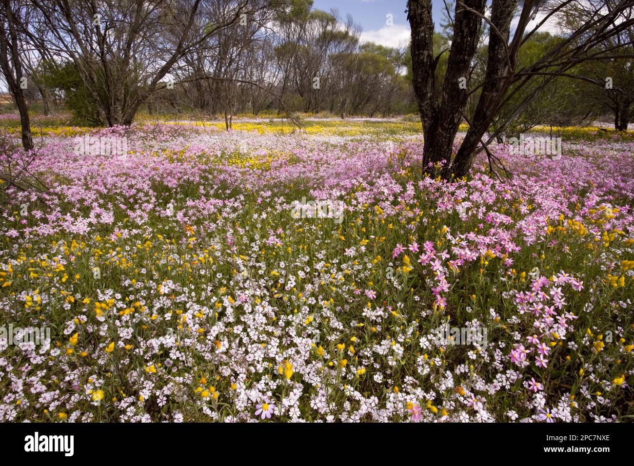 Camel soak hi-res stock photography and images - Alamy
