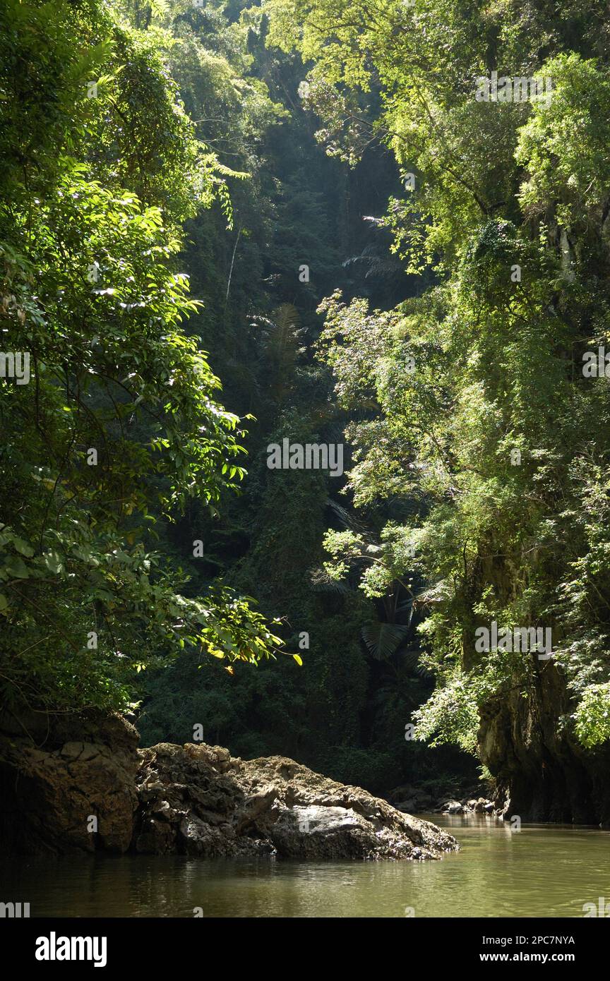 Primary rainforest habitat, Ao Nang Bay, Krabi, west coast, Thailand ...