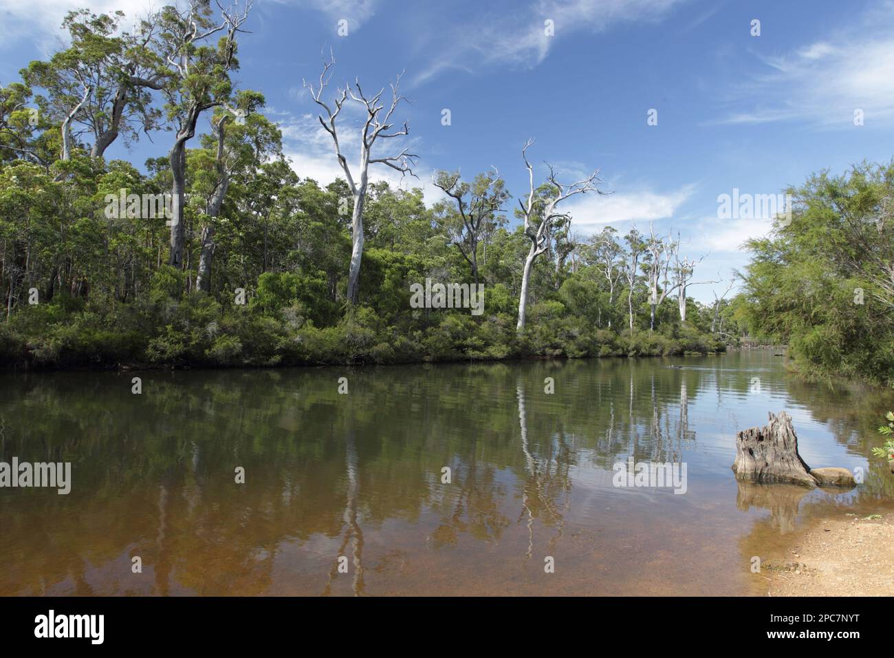View of inland river section with trees reflected in water, Margaret ...