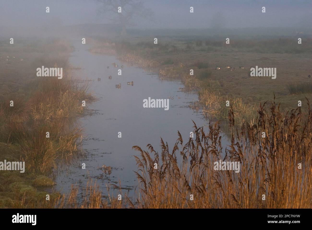 Mist shrouded freshwater dyke with Eurasian Wigeon, Buckenham Marshes ...