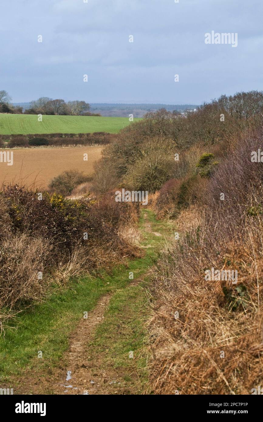Footpath in earthy spring through farmland and woodland, Dorset ...