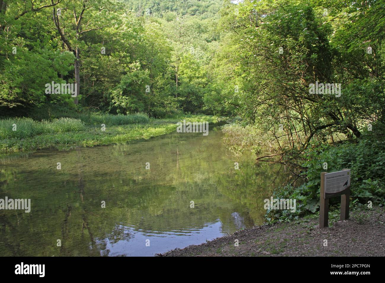 View along stream in wooded limestone valley habitat, Lathkill Dale ...