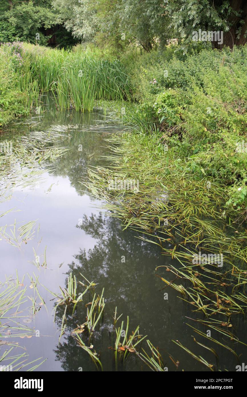 Aquatic vegetation in lowland river, River Rattlesden, Stowmarket ...