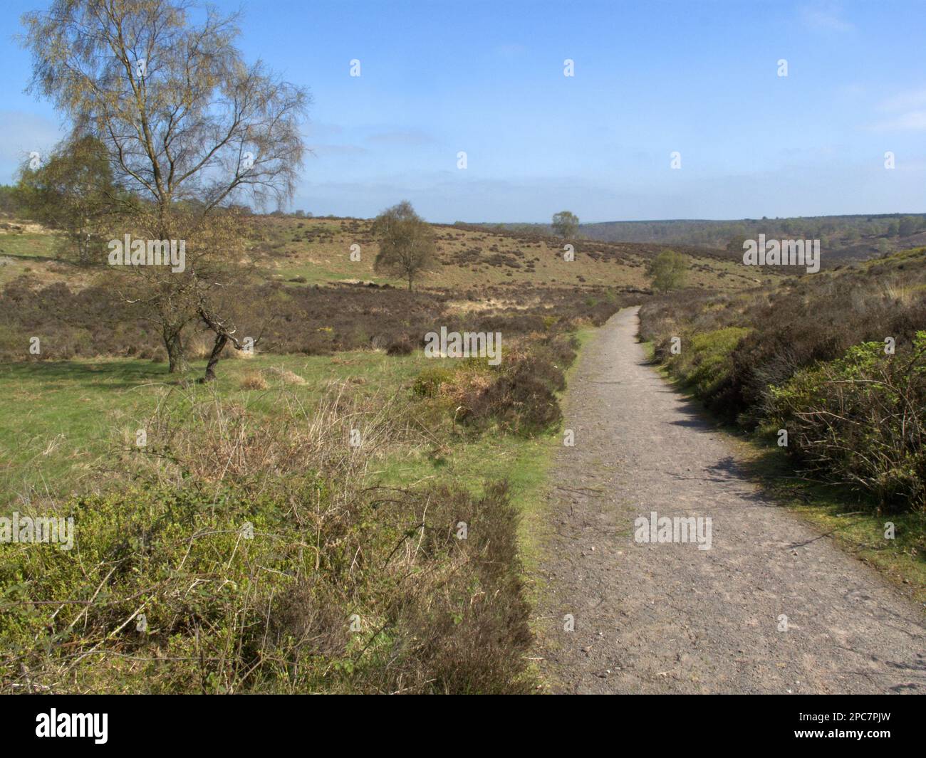 View of the path through heathland habitat, Sherbourne Valley, Cannock ...