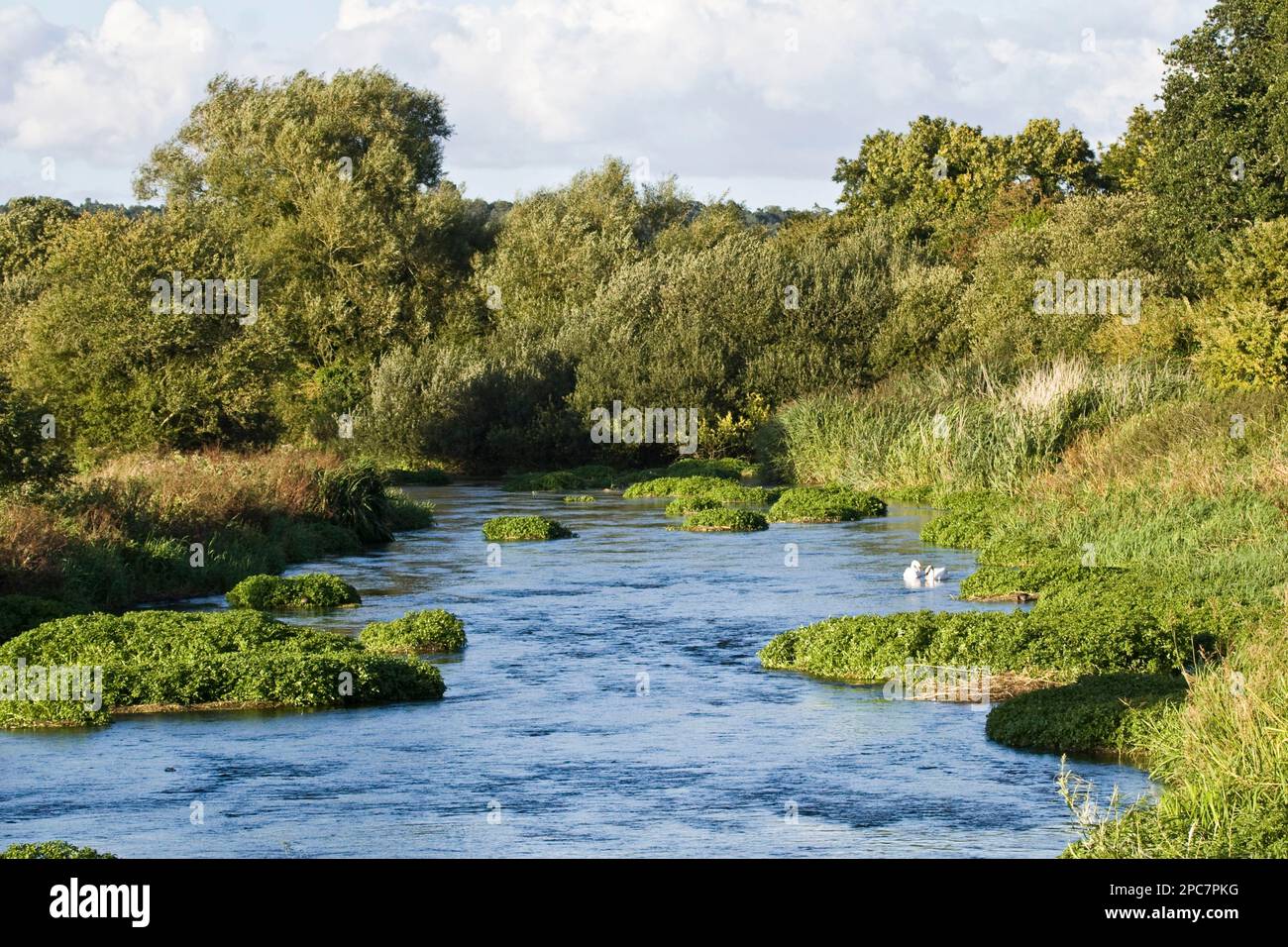 River frome chalk hi-res stock photography and images - Alamy