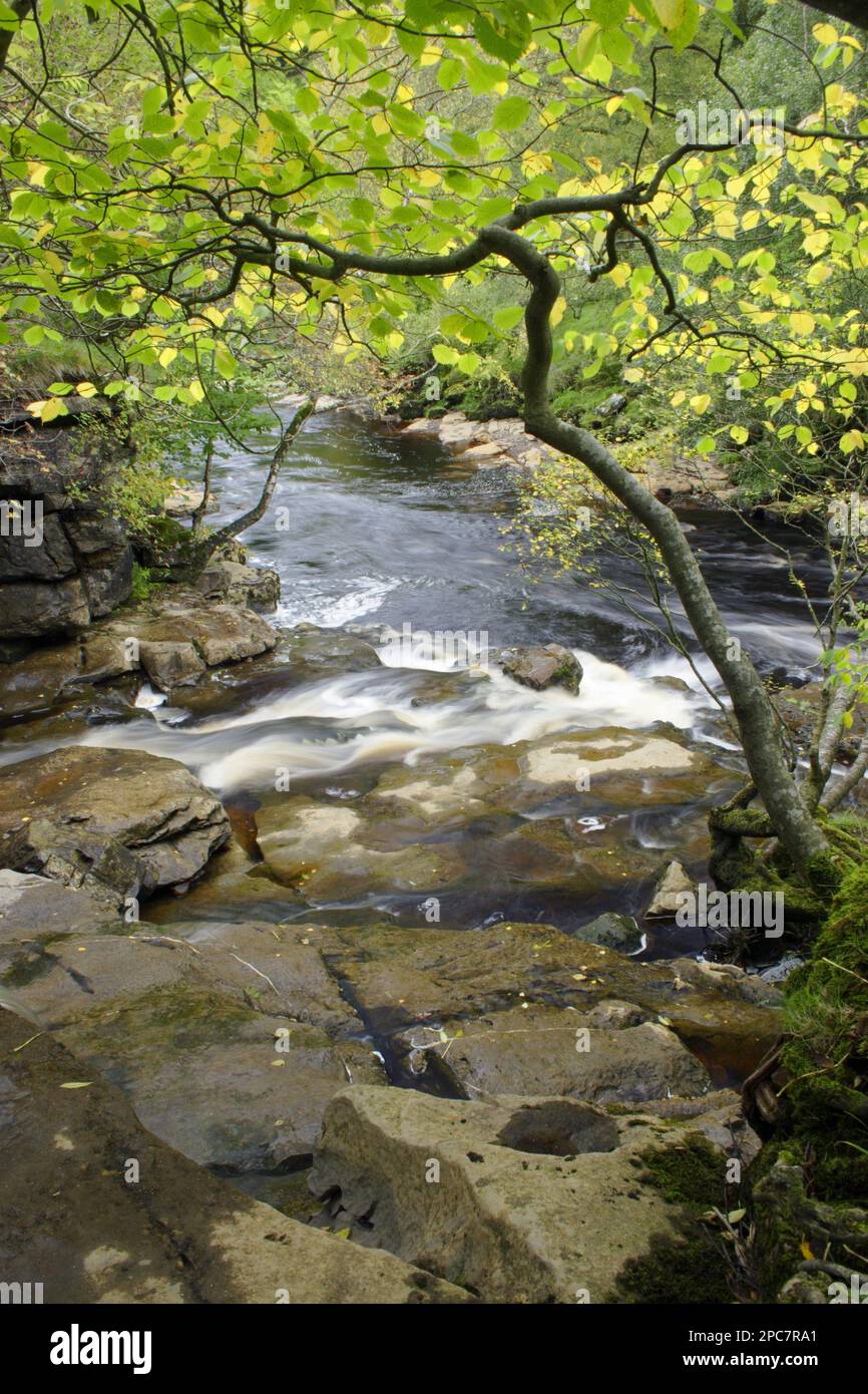 Confluence of the river with the forest, East Gill Force, River Swale ...