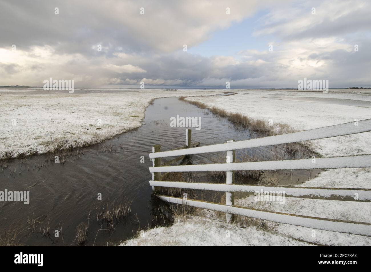 Cattle fence and grazing marsh habitat in the snow, Elmley Marshes N. N ...