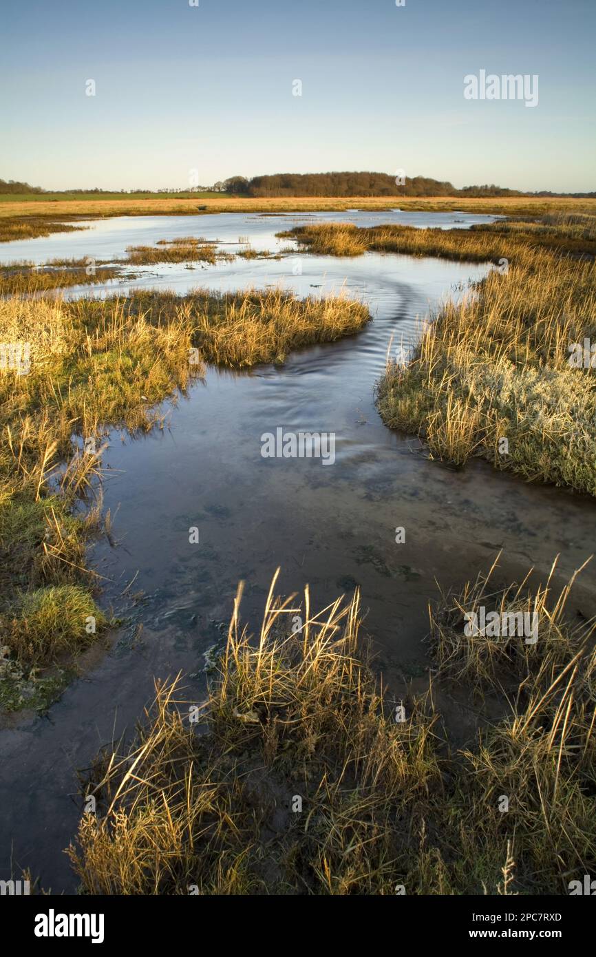 View of coastal freshwater wetland habitat, Dingle Marshes Reserve ...
